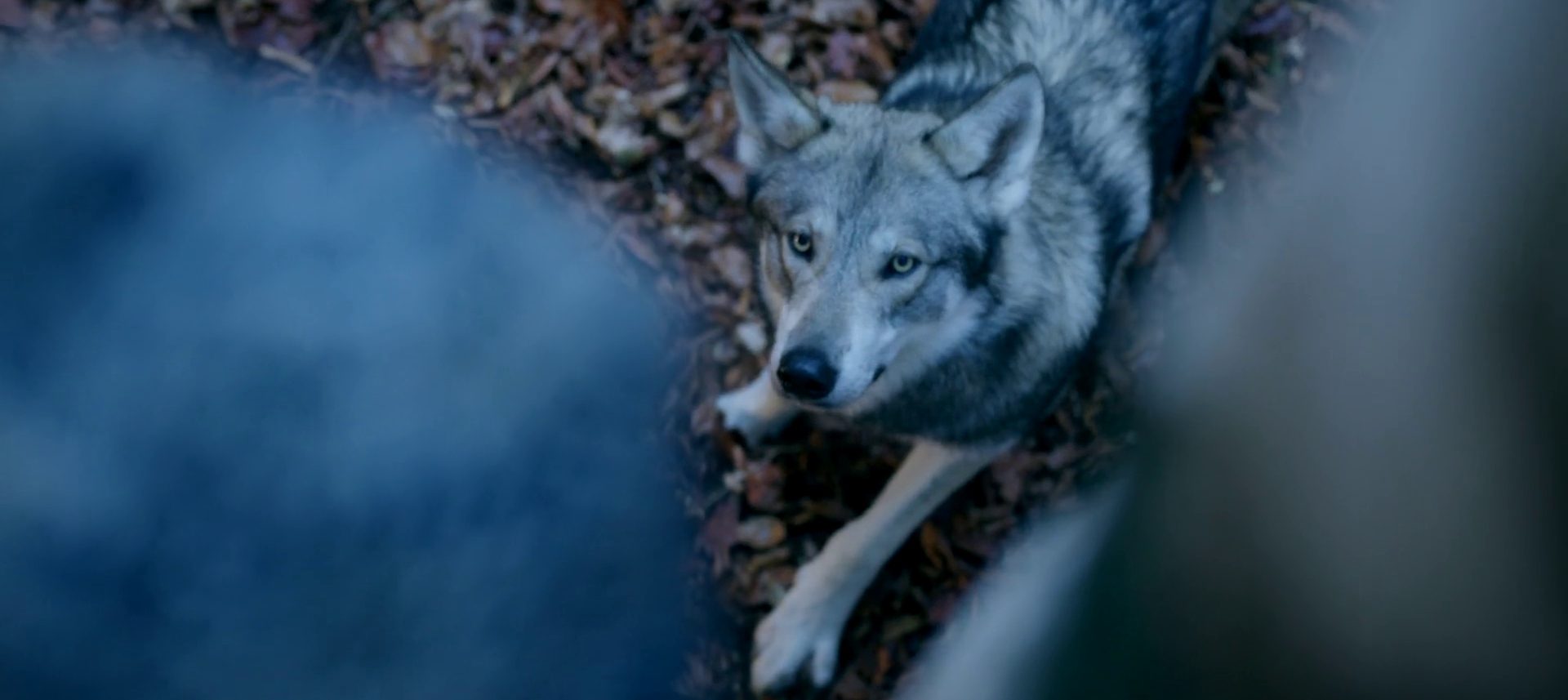 Is the Wolf in Survive Real or CGI?