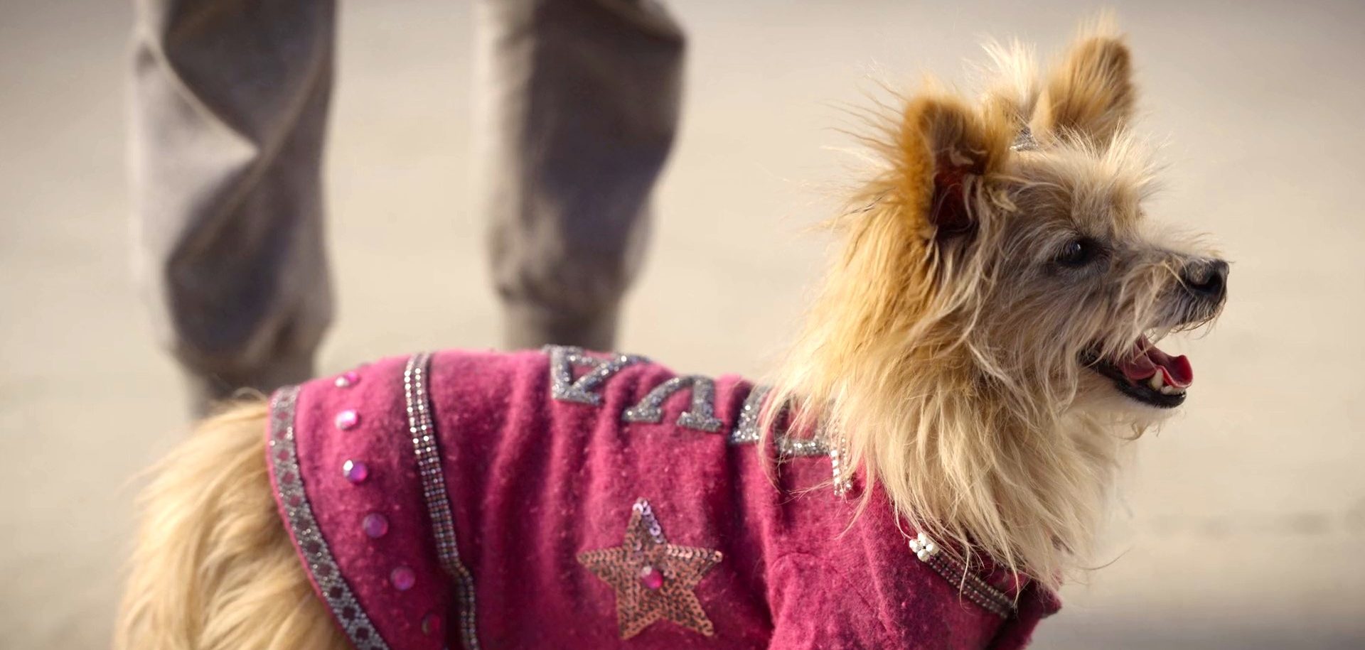 Does Pebbles the Dog Die in The Stranger?