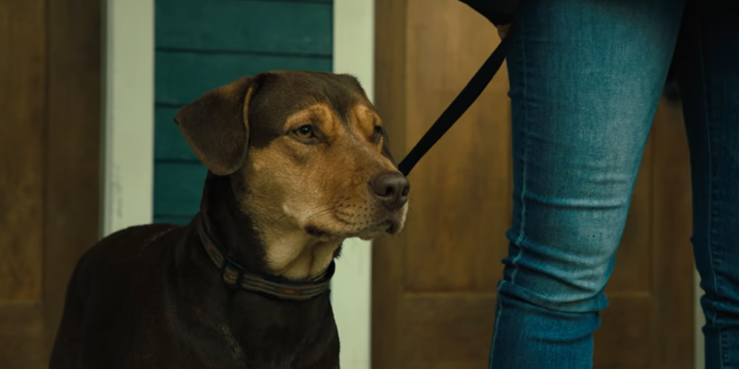 Is Bella Based on a Real Dog? Is She CGI? Who Voices Her?