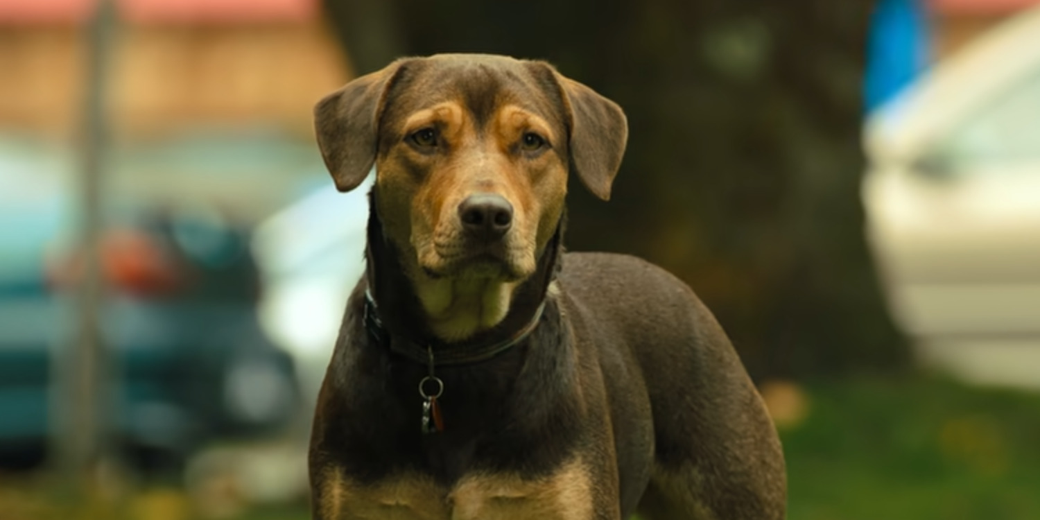 Is Bella Based on a Real Dog? Is She CGI? Who Voices Her?