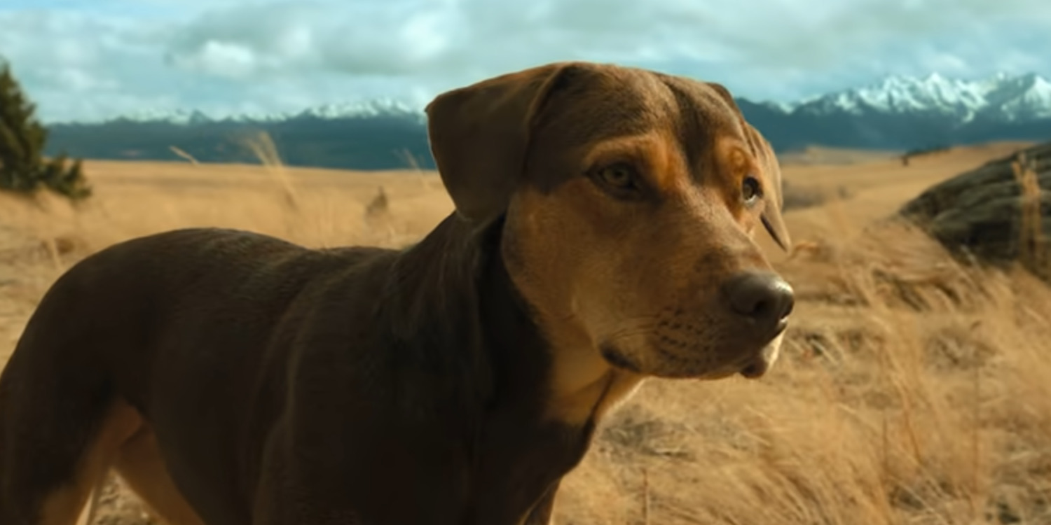 Is Bella Based on a Real Dog? Is She CGI? Who Voices Her?