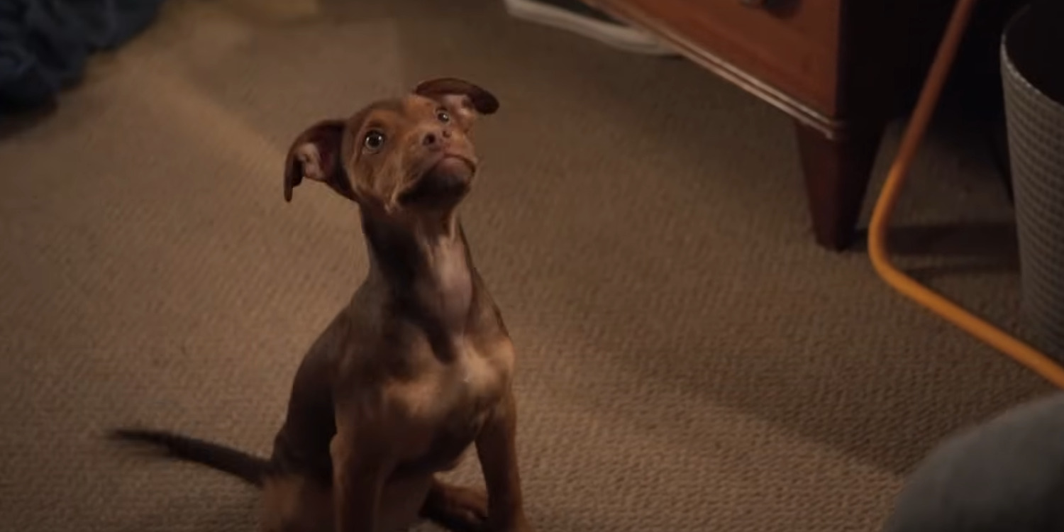 Is A Dog’s Way Home Based on a True Story?