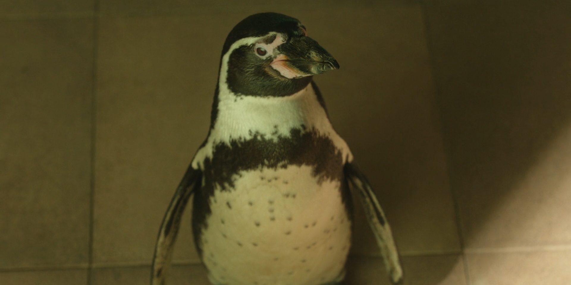 Is The Penguin Lessons Based on a True Story?