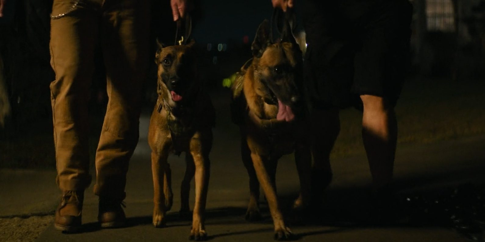 Is Nuke the Dog Related to Lulu? What Breed is He? Who Plays Him?