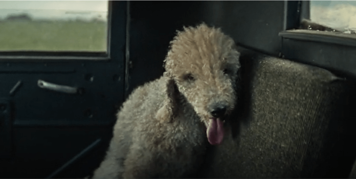 Does the Dog Live or Die in Sisu: Road to Revenge?