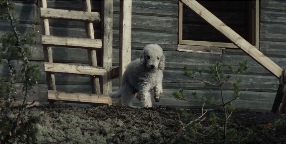 Does the Dog Live or Die in Sisu: Road to Revenge?